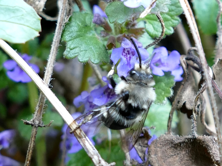 Peter Lovett's ramblings : Solitary bees: Hairy-footed Flower Bee ...