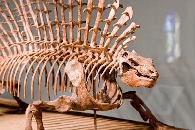 Variety of Life: Synapsida