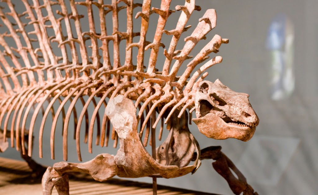 Variety of Life: Synapsida