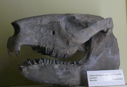 Noticias de Paleontologia: Adinotherium ovinum, un toxodonte pequeño en ...