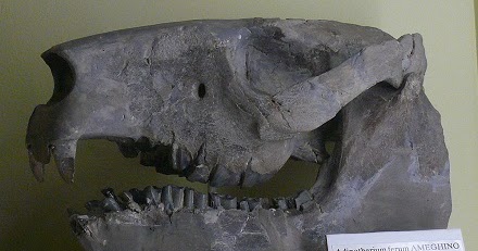 Noticias de Paleontologia: Adinotherium ovinum, un toxodonte pequeño en ...