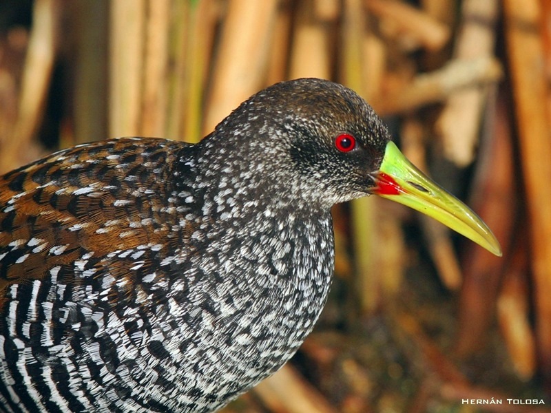 Aves de Argentina: Gallineta overa (Pardirallus maculatus)