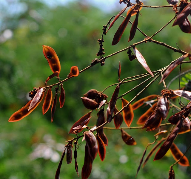 The Green Ogre: Encounter: The Copper Pod Tree
