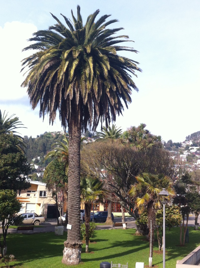 .: Fotos de la comuna de LEBU (Chile)