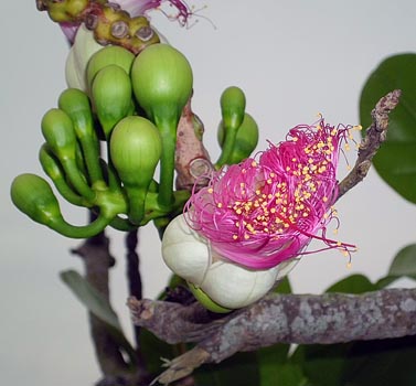 Aun's fotos' corner: The Putat Laut Tree