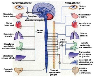 Respiratory Therapy Cave: How do respiratory and cardiac medicines work?
