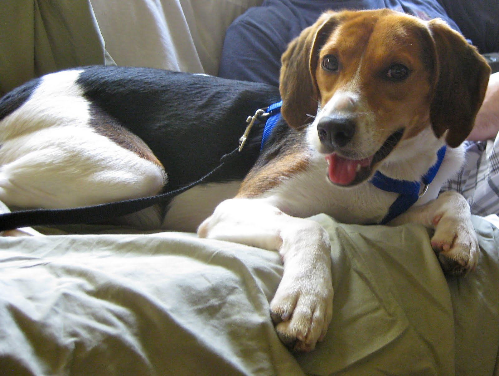 Open Hearts: Dog Fostering Blog: Zazu's Ears