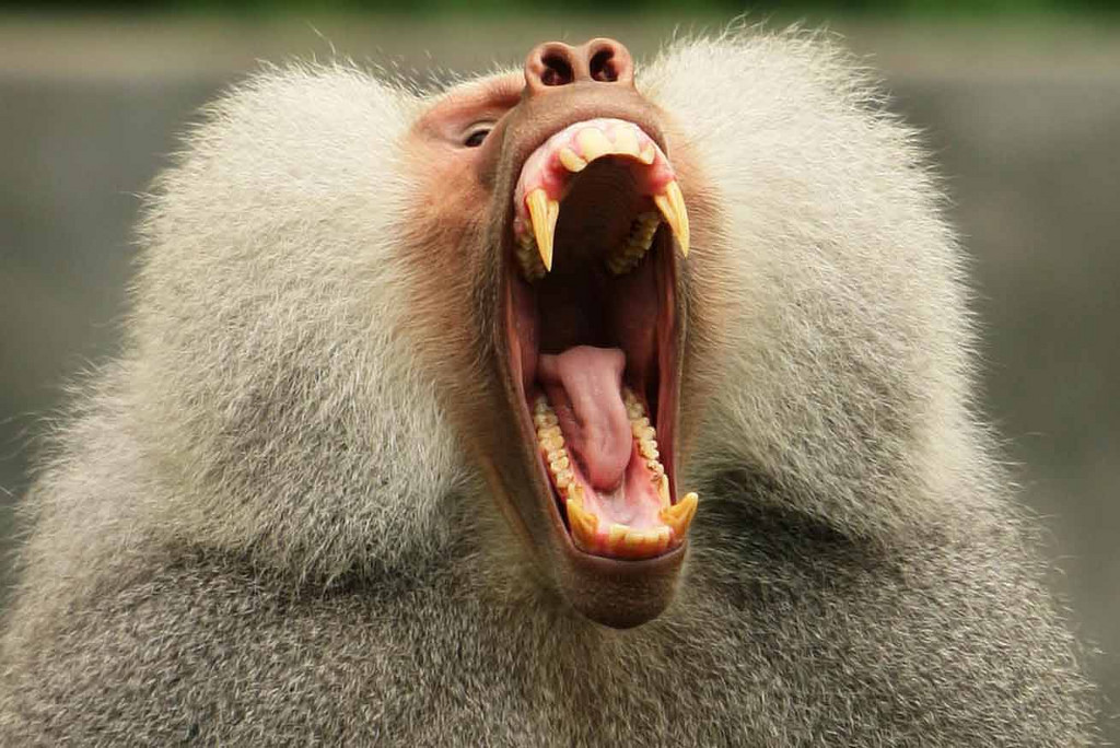 GEOGRAFI LINGKUNGAN: BABON : MONYET BESAR DARI AFRIKA