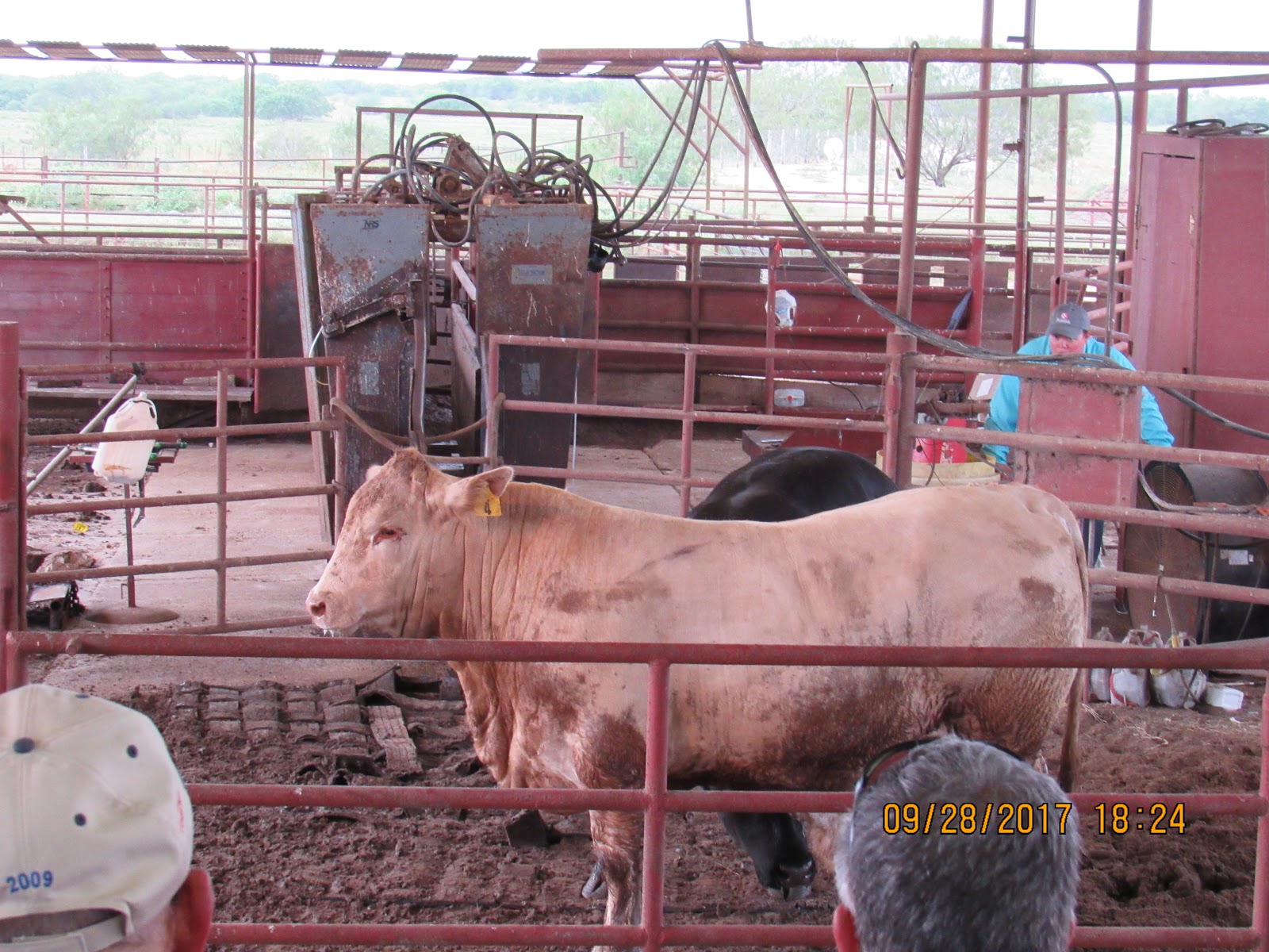 Rio Grande Beef 706 2017: Rio Beef Feedyard 9/28/17