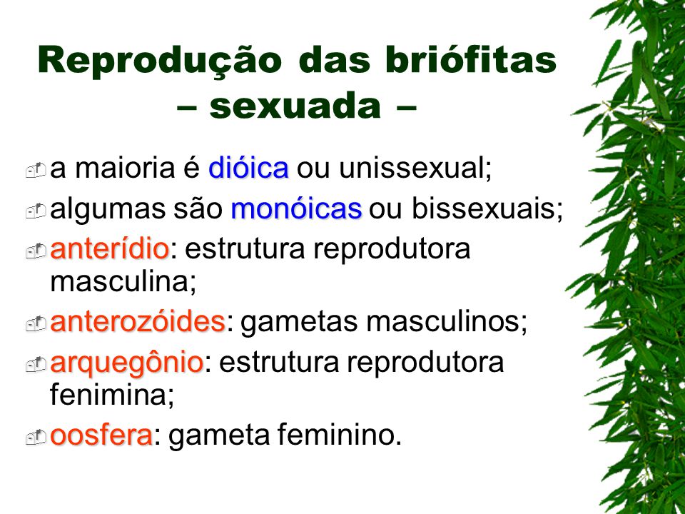 Briófitas: Introdução | Biologia: A ciência da vida