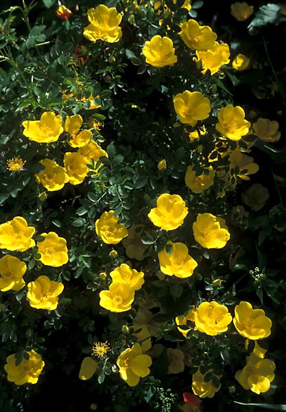 Flowerpedia: Rosa Foetida