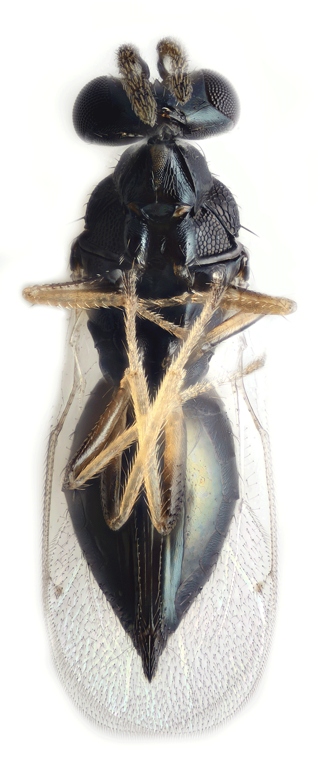 ムシをデザインしたのはダレ？: ヒメコバチ科 Sympiesis striatipes (Ashmaed) ♀