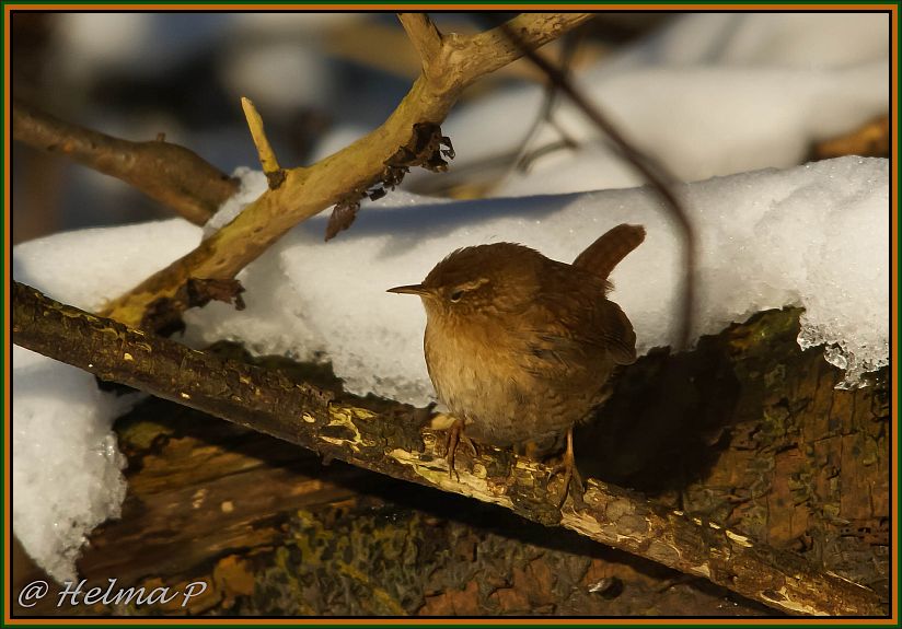 Helma's natuurfoto's: Winterkoninkje......