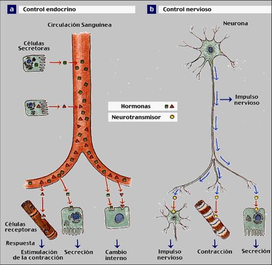 Fisiología: Unidad VI: Sistema endocrino