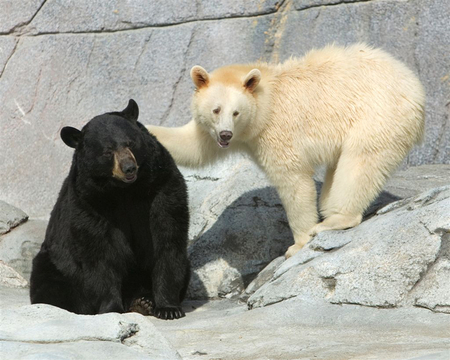 All Albino Animals: Albino Black Bear | White Black Bear.