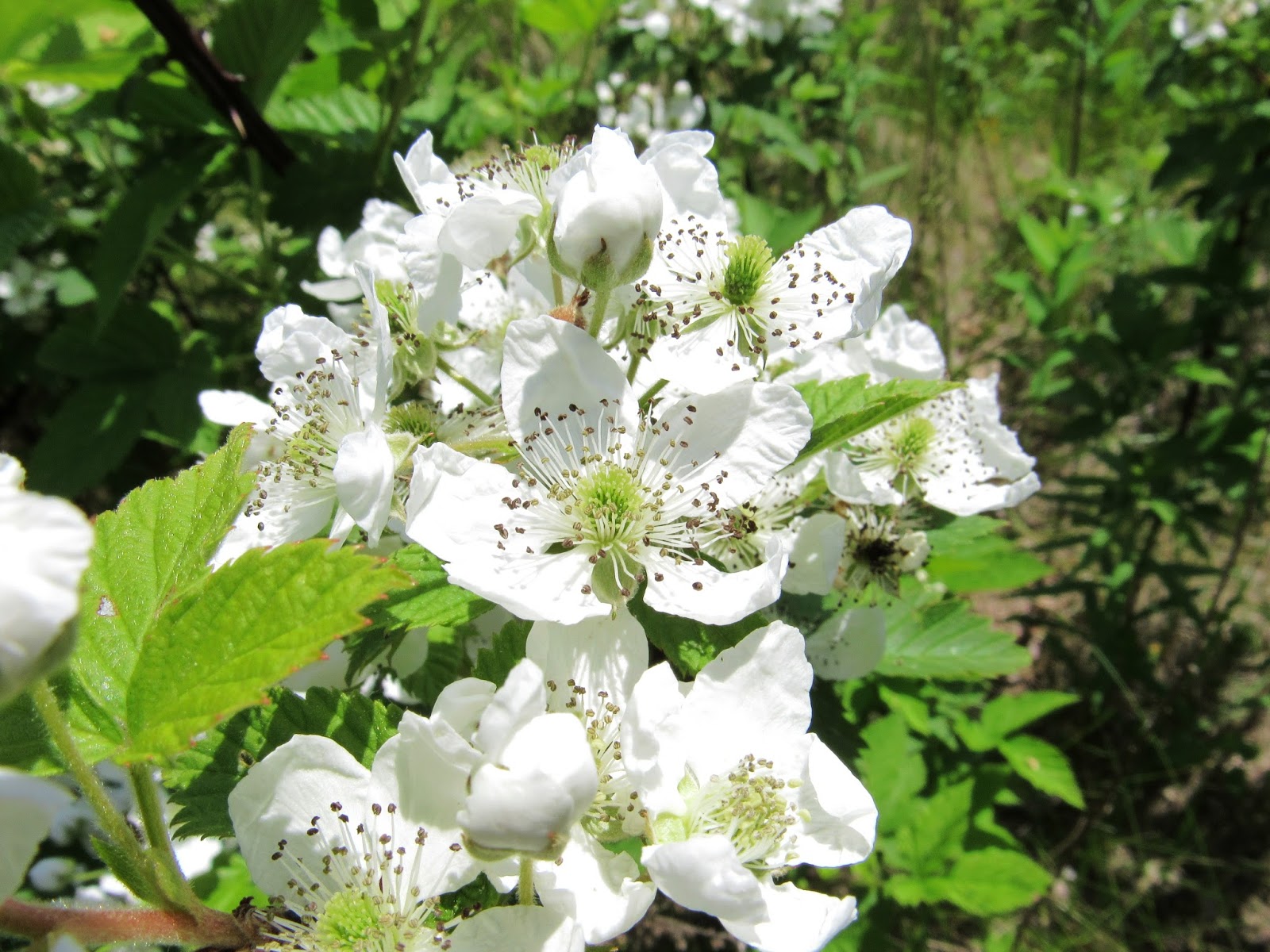 the common milkweed: Helping the Bees: Native Blackberry & Shining Sumac
