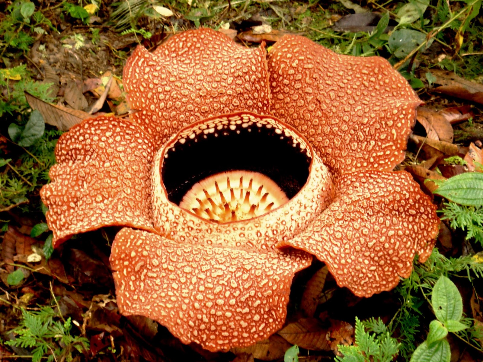 RAFFLESIA ARNOLDII FLOWER photos - wallpapers | the fun bank