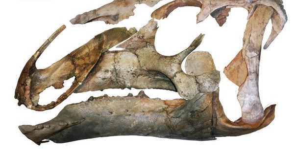 EL JOVE PALEONTÒLEG: Els dinosaures de l'any 2016: Eotrachodon orientalis.