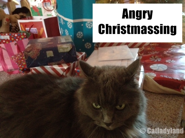 Catladyland: Cats are Funny: Angry Cat Refuses Holiday Merriment