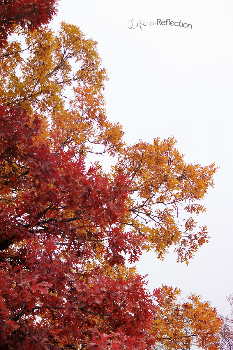 Colors of Autumn: Pumpkin Orange | Life-n-Reflection