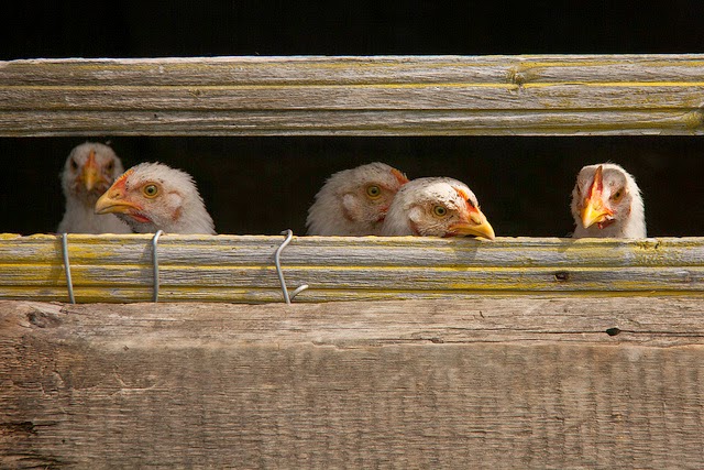 La gallina que soñaba con volar (Sun-Mi Hwang)