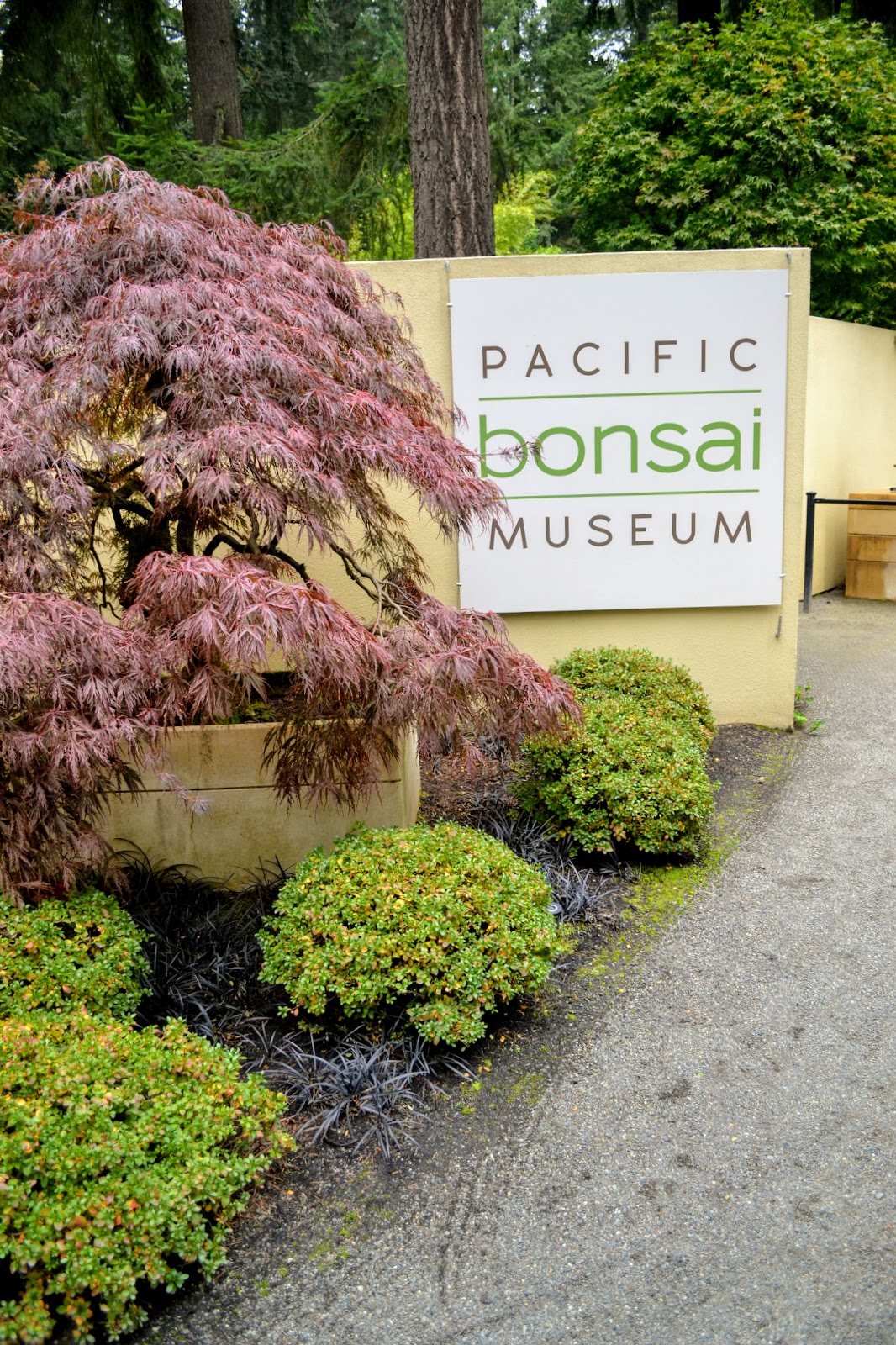 The Outlaw Gardener: The Pacific Bonsai Museum