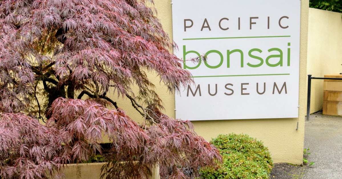 The Outlaw Gardener: The Pacific Bonsai Museum