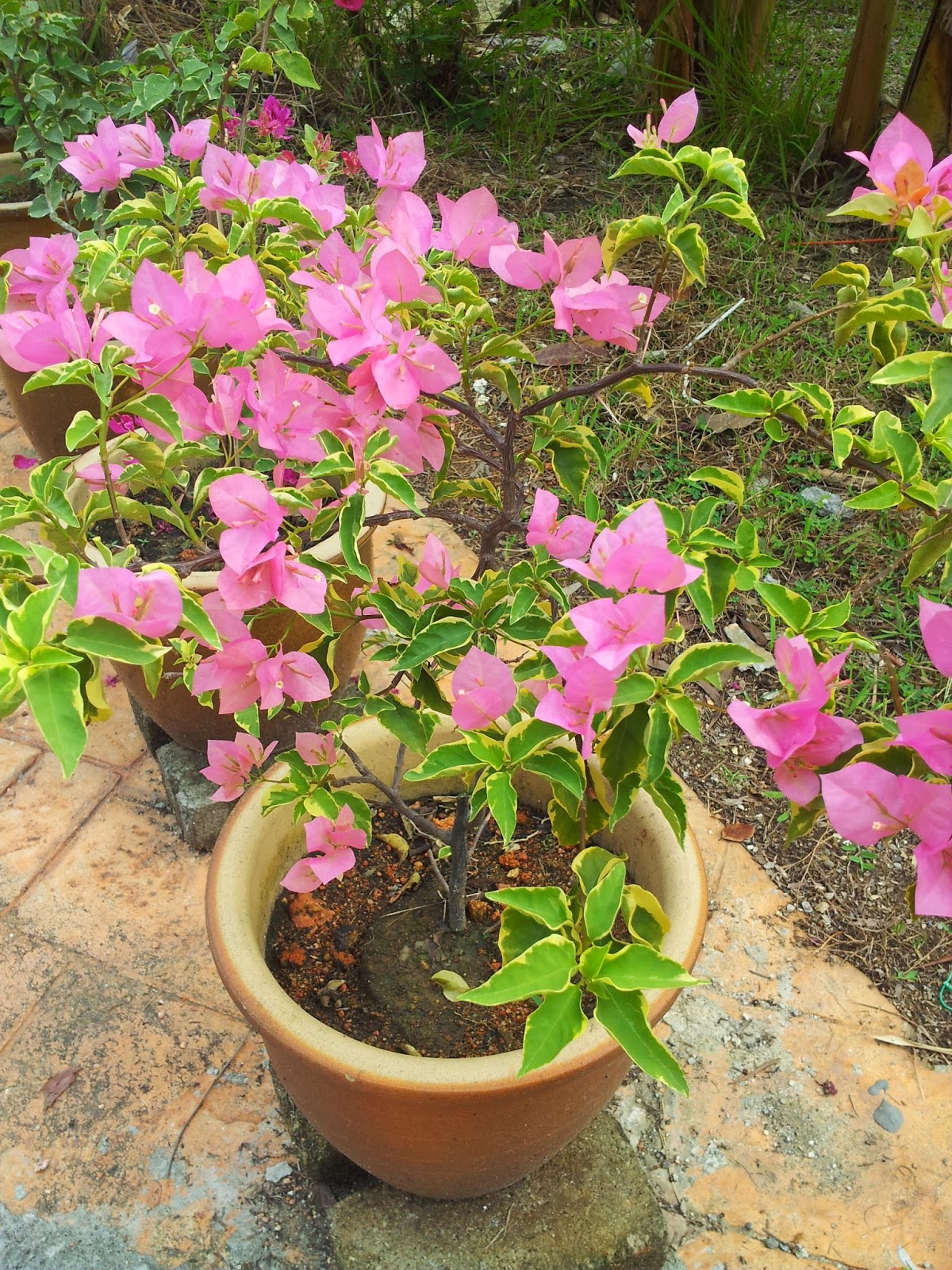 E-NA LOVELY KITCHEN ^_^: Bunga Kertas Daun Batik