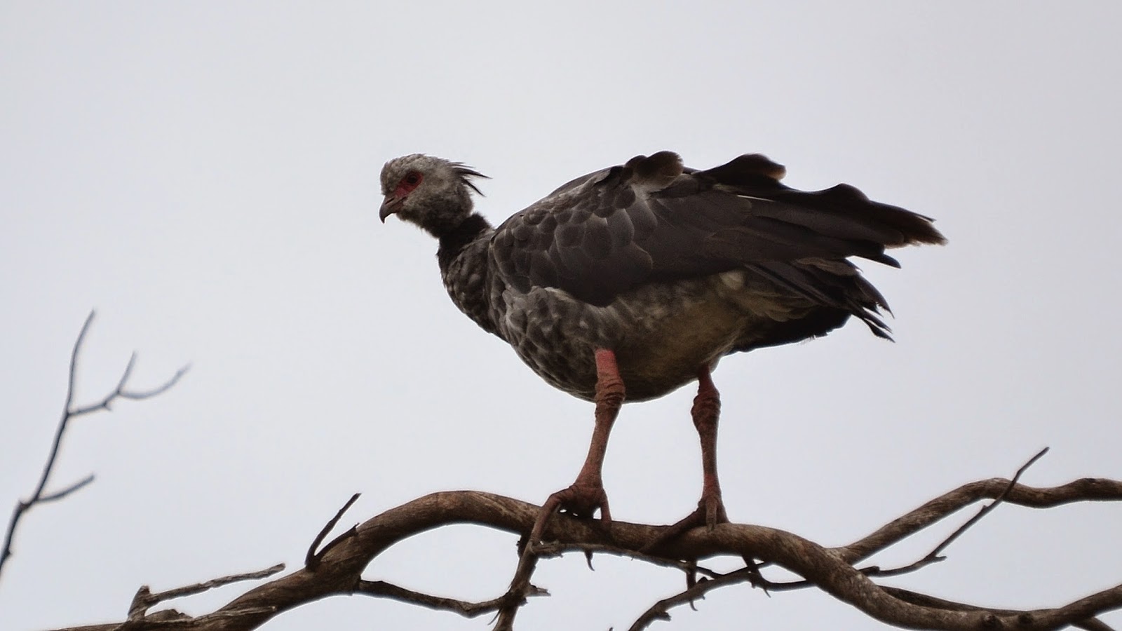 Aves de La Floresta: Chajá