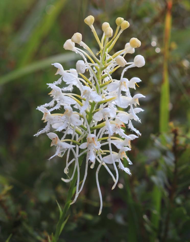 The Florida Native Orchid Blog
