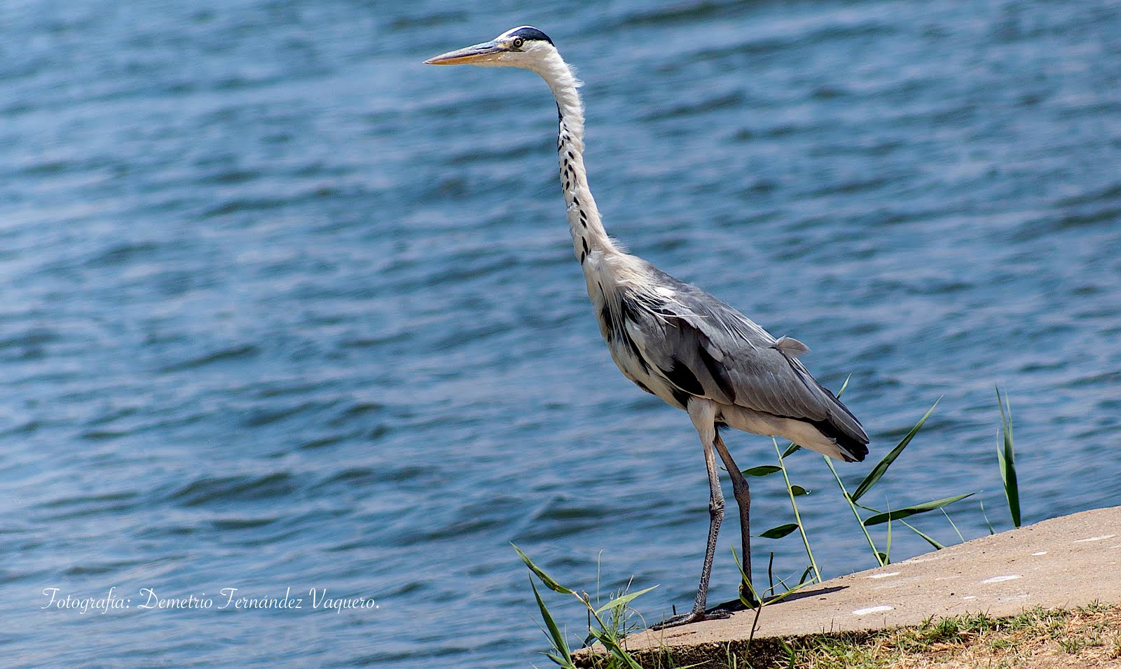 4 fotografías de garzas reales en el embalse del Guadiloba en Cáceres ...