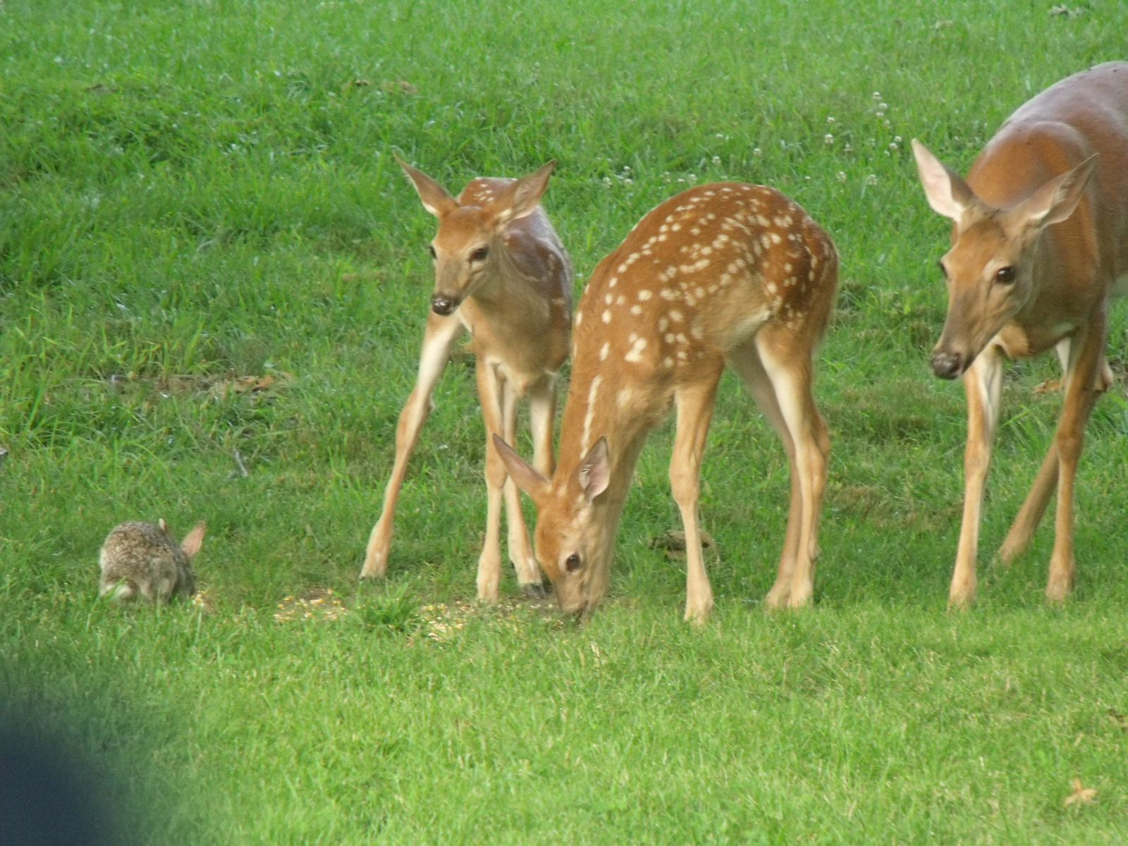 Pink Daisys Blog: Baby Deer, A Bunny, A crazy Squirrel and Poor Sampson