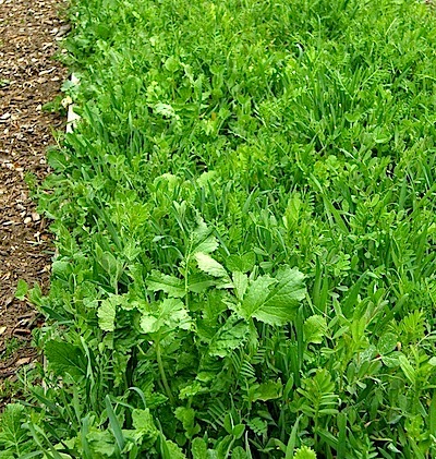 Renee's Garden Seeds: Renee's Blog