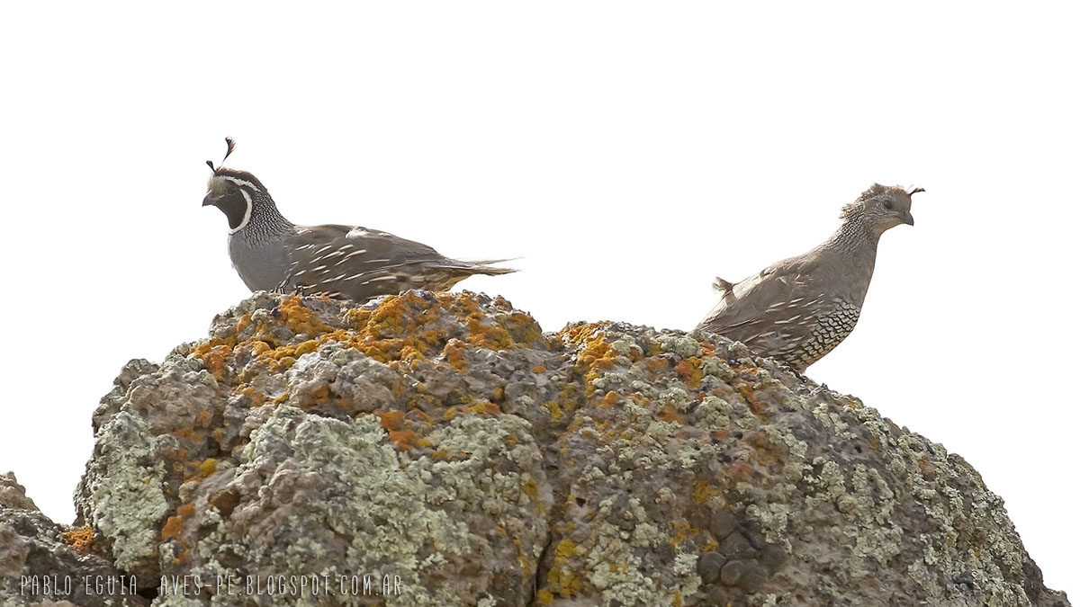 mis fotos de aves: Callipepla californica Codorniz de California ...