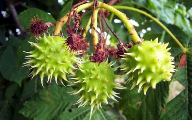 Divlji kesten / kako riješiti upaljene vene