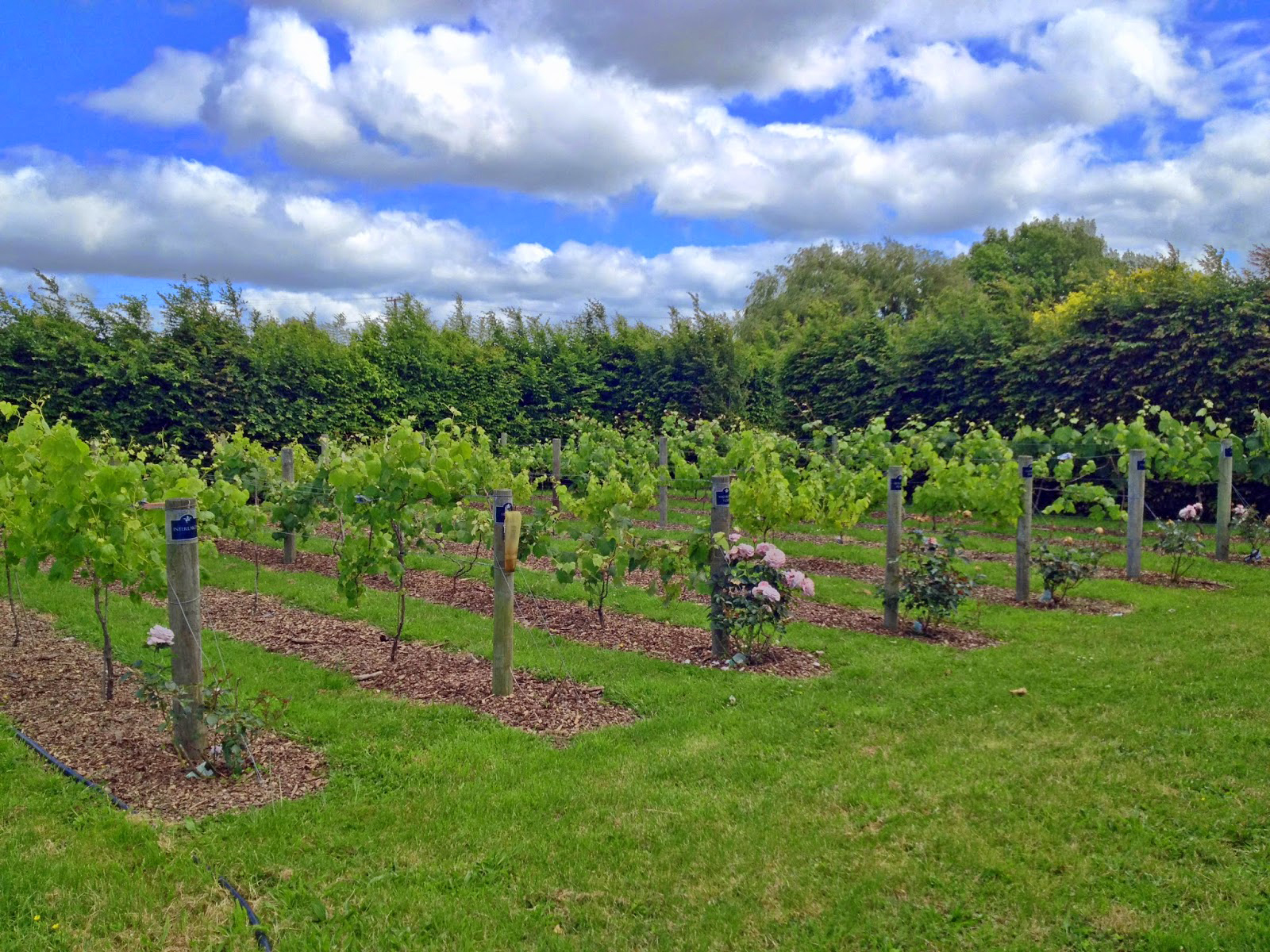 Willowbrook Park: The Gardens