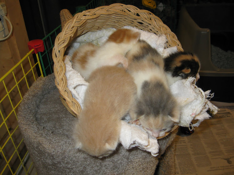 A Cornucopia of Kittens