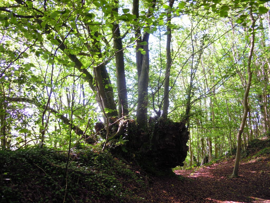 A Cotswold Year: Ancient Trees