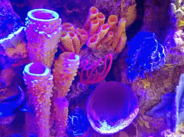 Previewing Fish Tank Kings: Season Two |Scooter McGavin's 9th Green