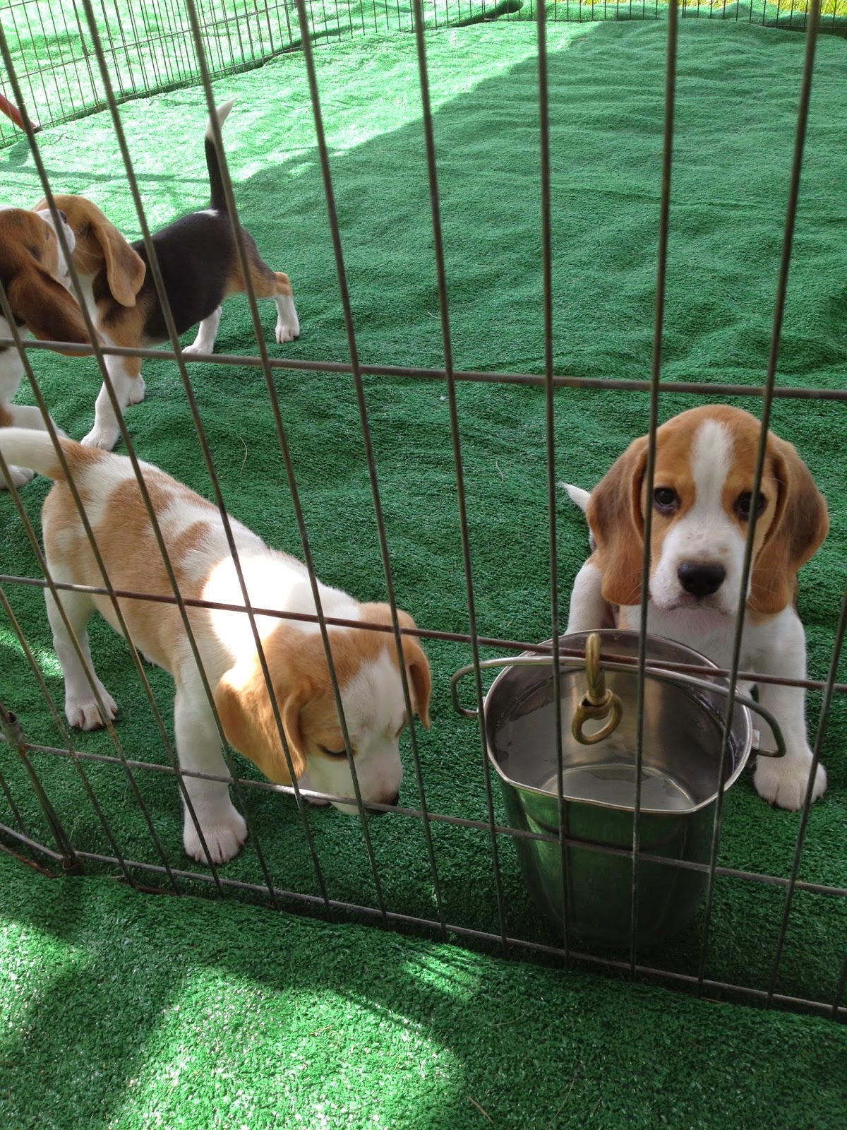 Life With Beagle: Want a show beagle like Miss P? 5 things to know
