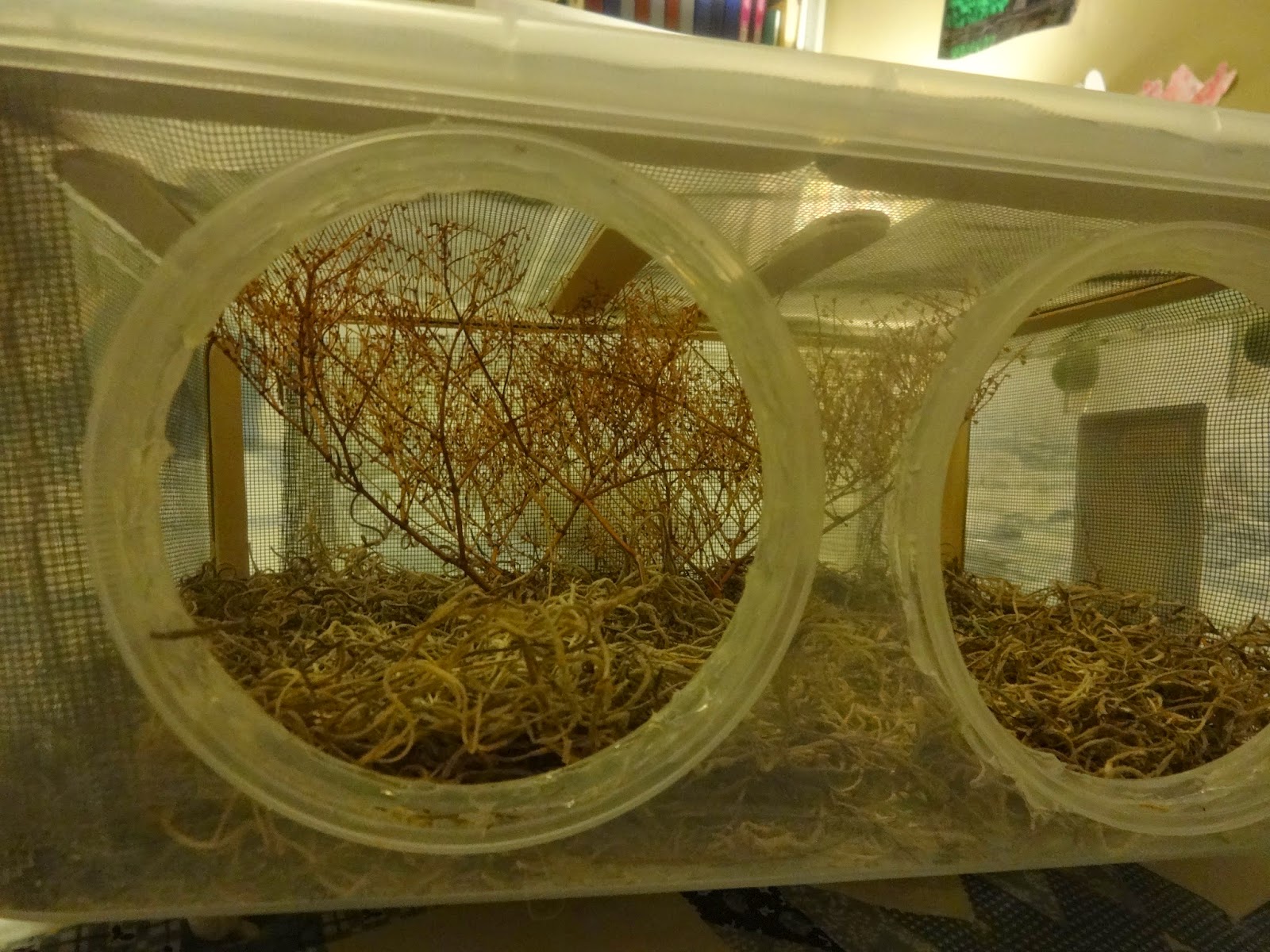 My Mantis Hobby: Stackable Communal Mantis Enclosures