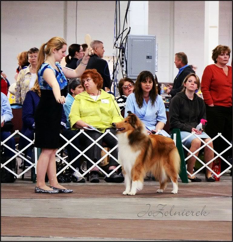 All things Collie: Why show dogs?