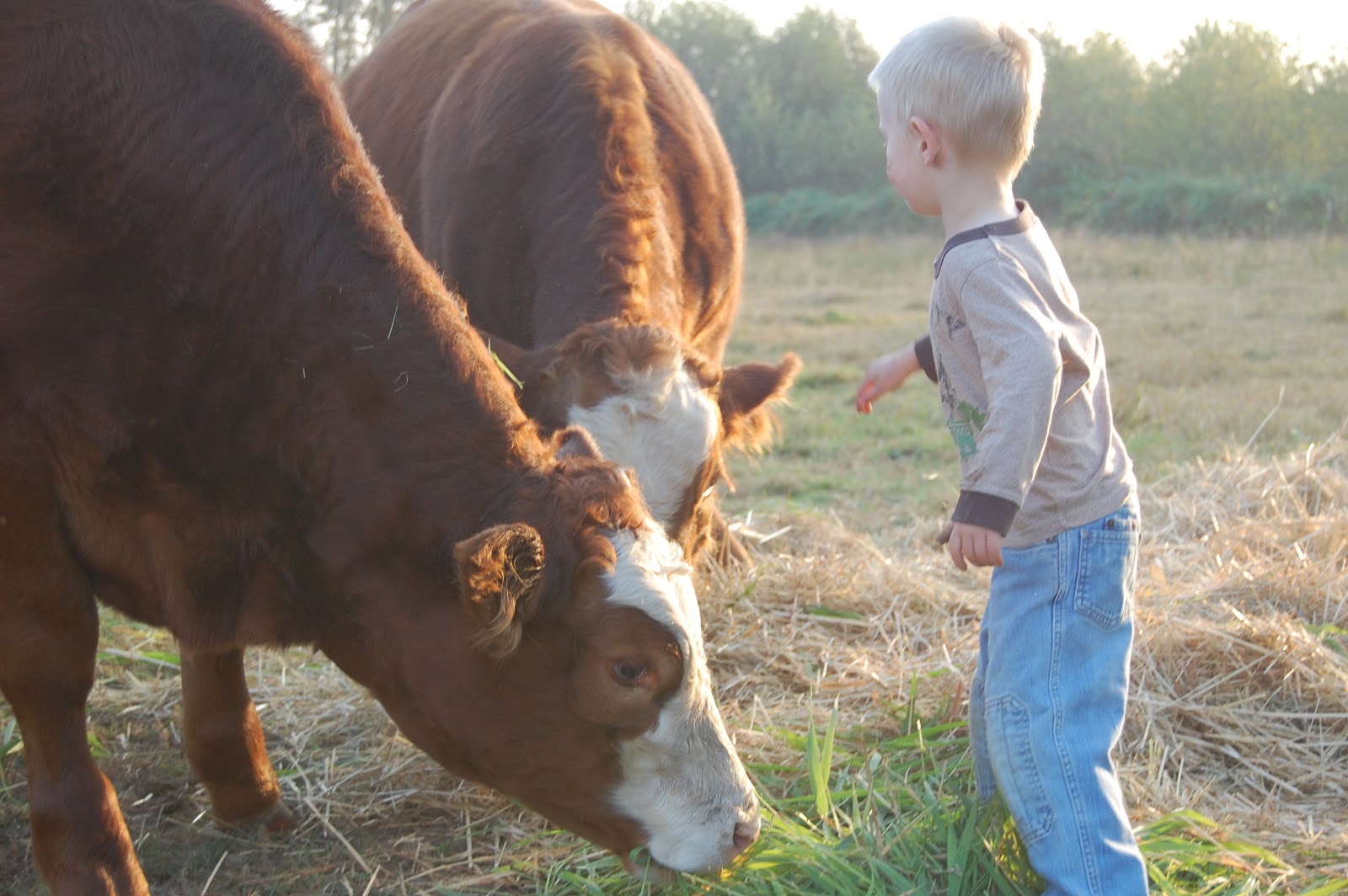 Little Toewsies: Kids and Cows