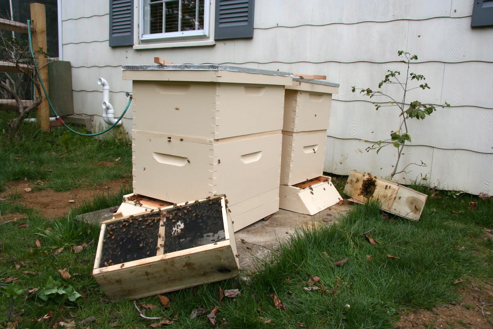 Tiptoethrough: Beekeeping: Introducing the Bees to their Hive