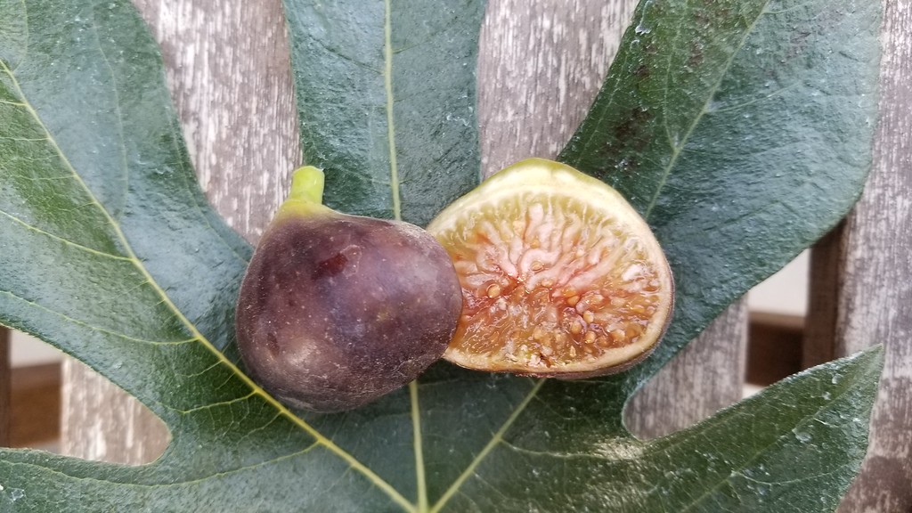 Florea Fig - Var Tin