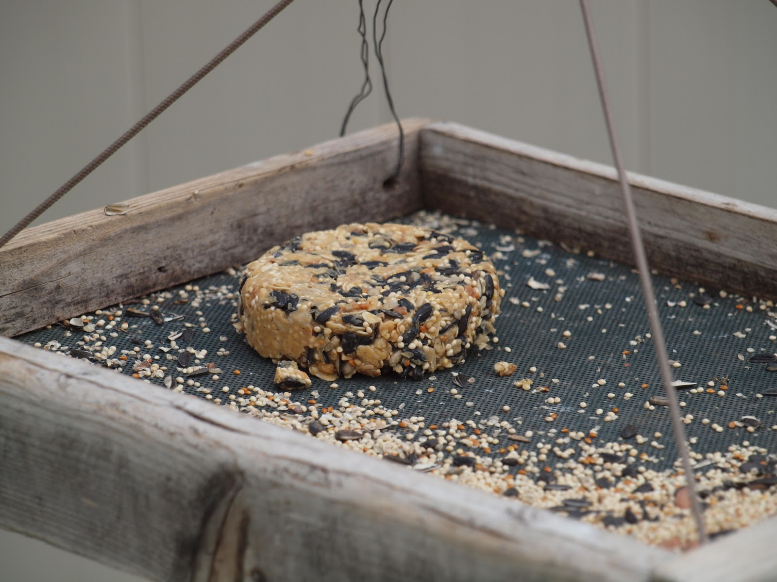 Birding Is Fun!: DIY Backyard Birding