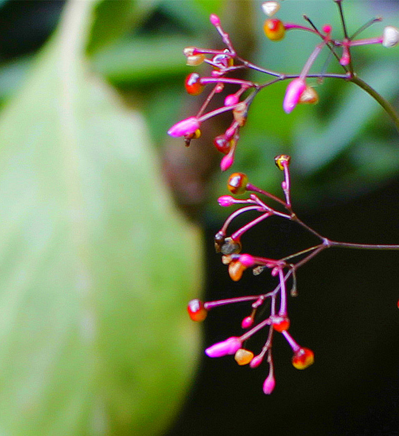 Hasil Hunting Foto Macro Bunga Hari Ini - WEB | LOVEHEAVEN 07