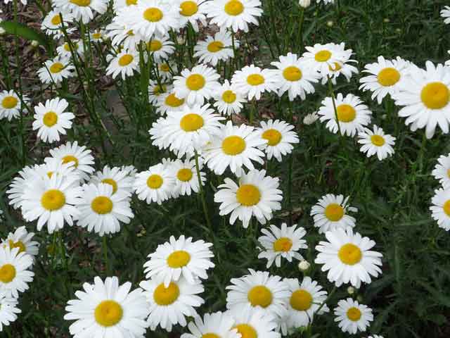 Cheez-Elle: 'Alaska' Shasta Daisy