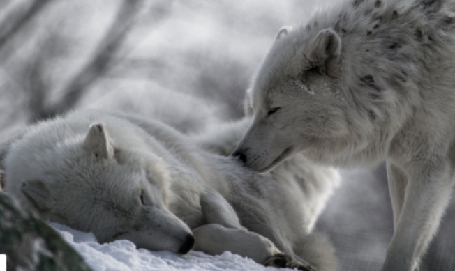 White Wolf : Wolves Cuddling Together For Warmth Will Melt Your Heart