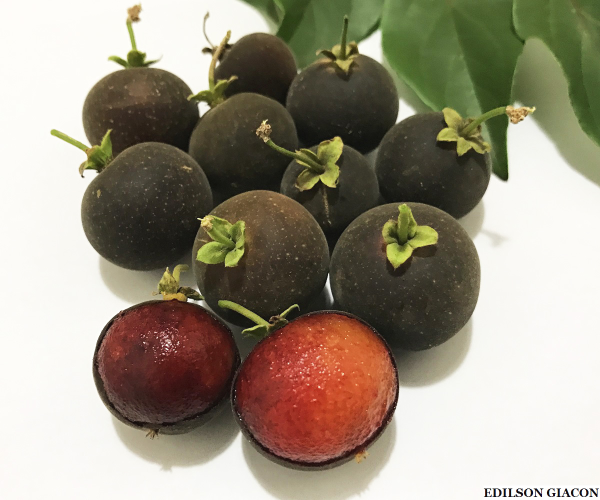 Viveiro Ciprest - Plantas Nativas e Exóticas: Groselha do Ceilão ...